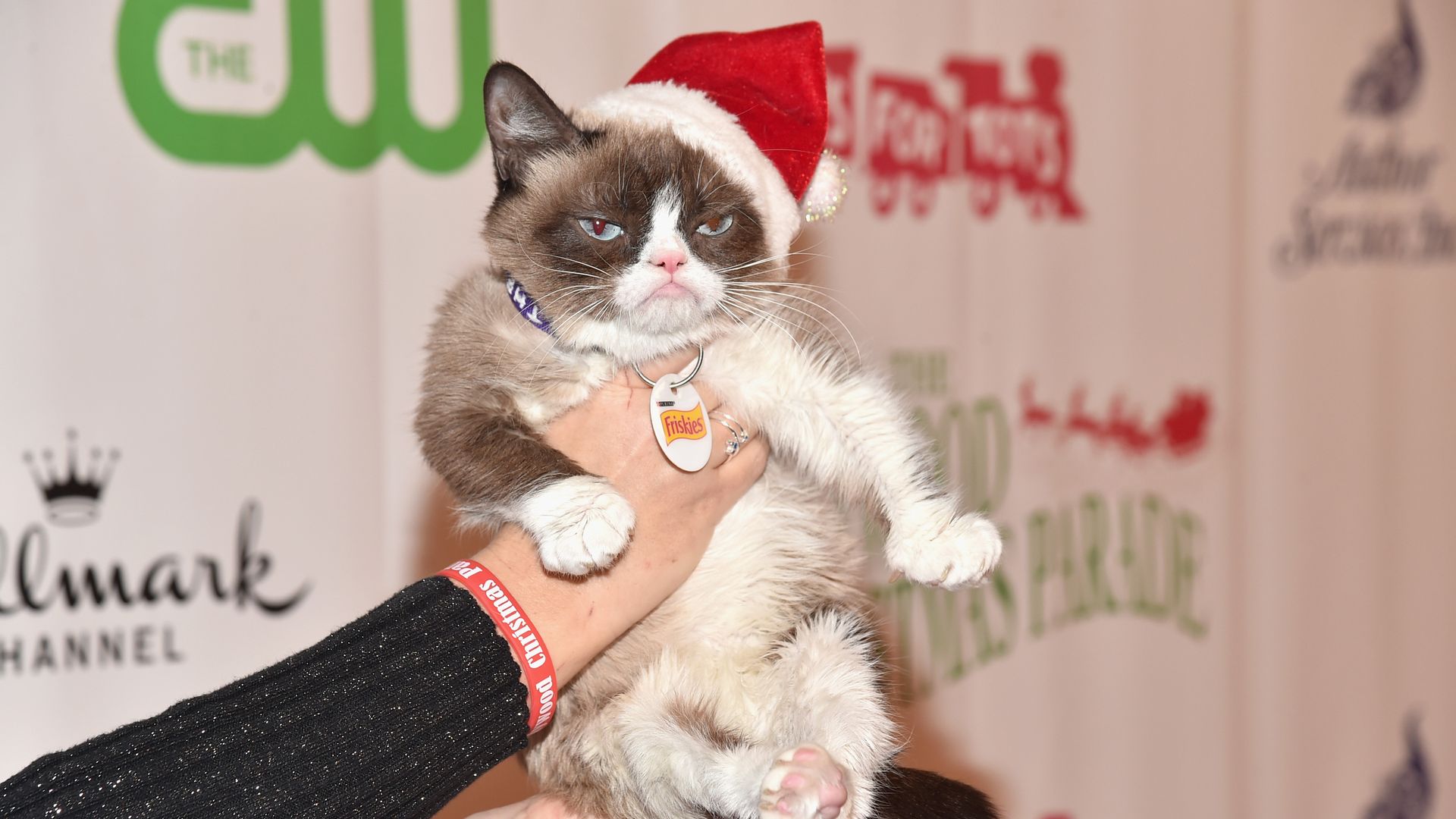 Motzige Weihnachten! Grumpy Cat ist der Grinch der Tierwelt | Promiflash.de