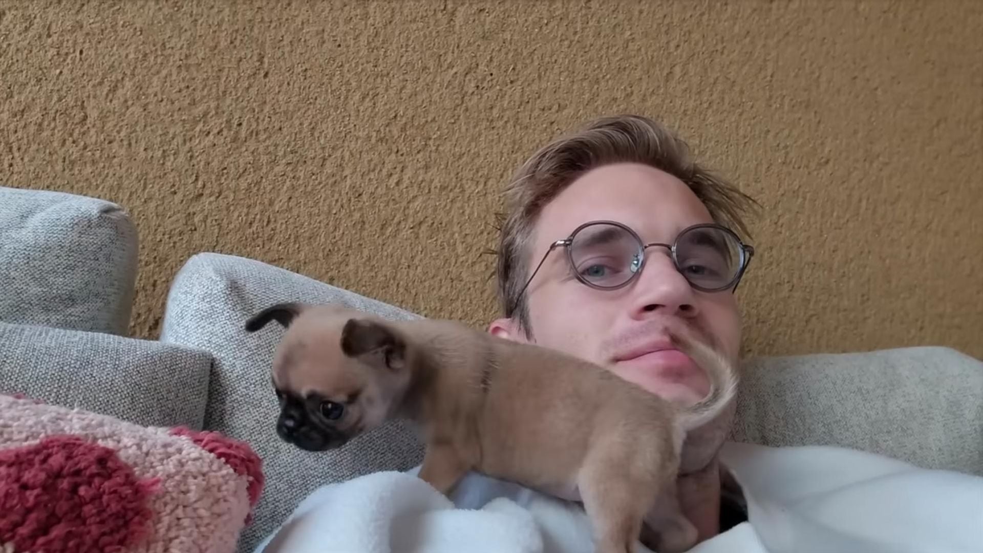 Nach Verlust von Tier-Star Maya: PewDiePie hat neuen Welpen