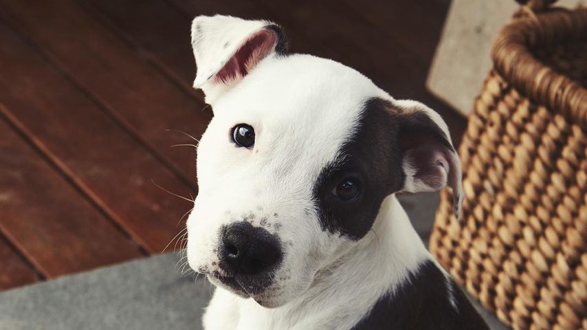 Toter Star-DJ Avicii: Diese Dinge muss man über ihn wissen | Promiflash.de