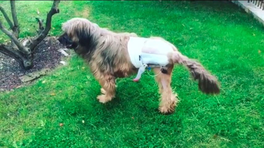 Die Geissens verraten: Familienhund Dex wurde Bein amputiert ...